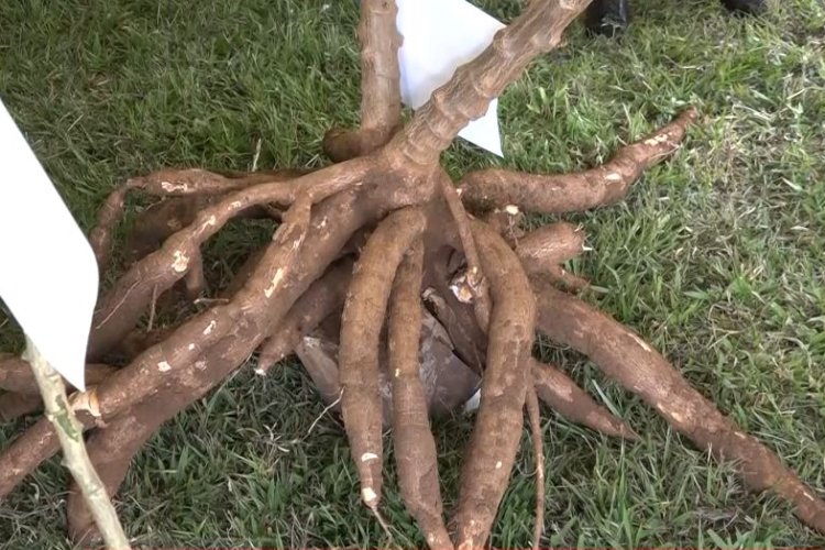 Ngoma: Abahinzi barasaba kwigishwa guhinga imyumbati kijyambere kuko ...