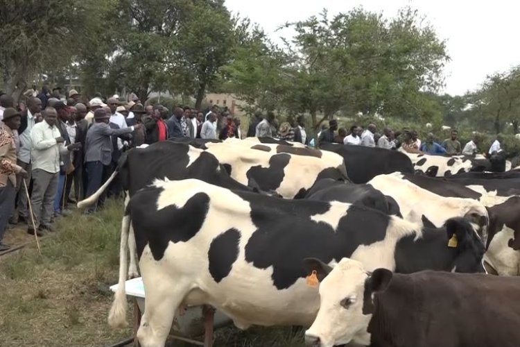 Iburasirazuba: Aborozi bafite imbogamizi z’abavuzi b’amatungo bakiri ...