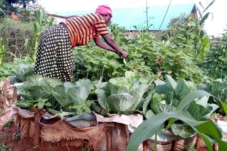 Guhinga ku butaka buto ntibibabuza kubona umusaruro utubutse - Isango ...