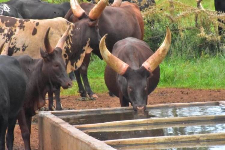 Residents of Kayonza district have expressed satisfaction for produce ...