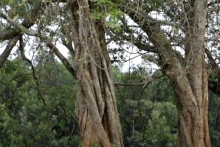 Nyamasheke: Sobanukirwa isano iri hagati y’ibigabiro by’umwami ...