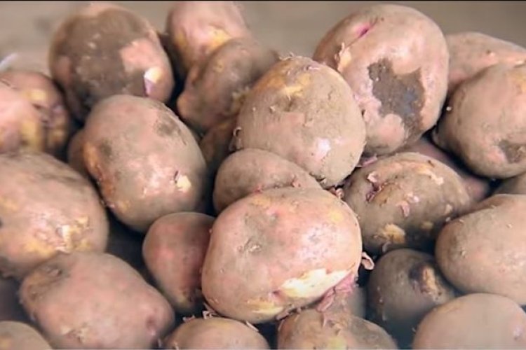 Musanze: No mu kinigi, ikiguzi cy’ibirayi kiri gutuma birya umugabo ...