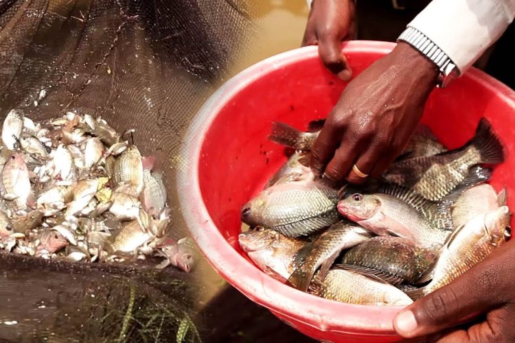 Umusaruro w'ubworozi bw'ibinyabuzima byo mu mazi nturagera ku rwego ...