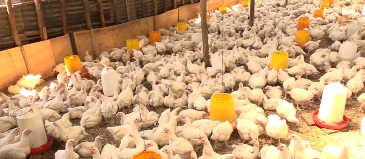 Rwamagana: Kutagira igiciro fatizo cy’inyama z’inkoko bituma bagwa mu ...