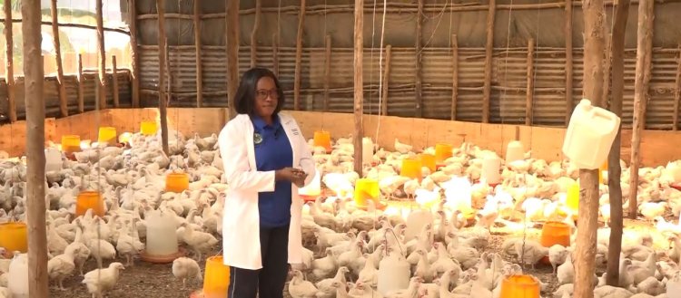 Rwamagana: Kutagira igiciro fatizo cy’inyama z’inkoko bituma bagwa mu ...