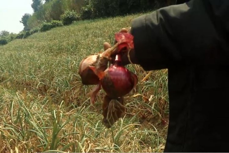 Rubavu: Barataka igihombo batewe no kubura amasoko y'ibitunguru ...