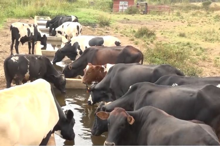 Aborozi b’Inka bavuga ko bahombywa no gukama amata bayajyana ku ma ...