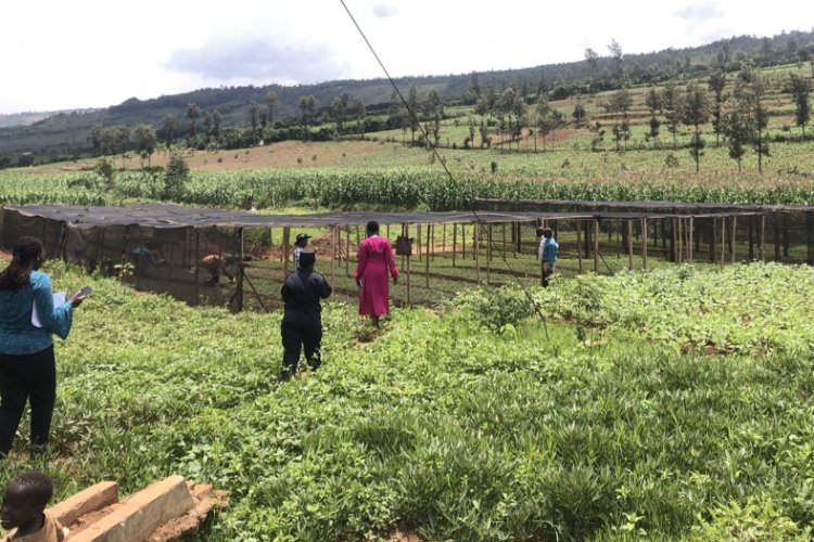 Kayonza: Abahinzi b’ibigori barasaba kubakirwa ubwanikiro bunini ndetse ...