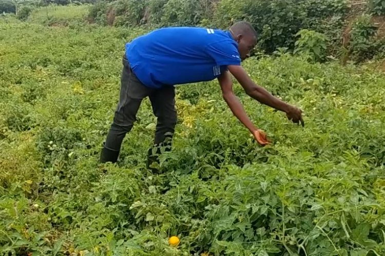 Bugesera: Urubyiruko rukora ubuhinzi rwiteje imbere ariko bafite ...