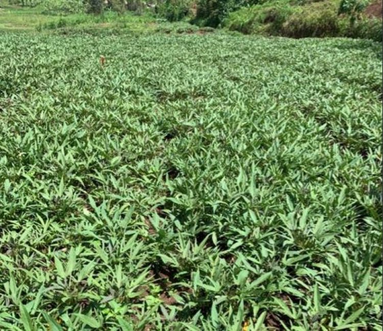 Huye: Ibura ry'imbuto y'imigozi y'ibijumba riri kubateza inzara ...