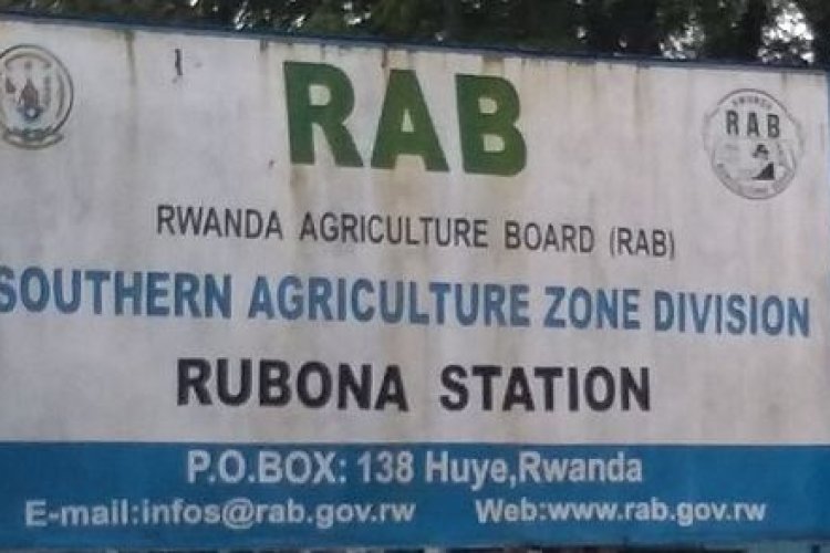 Huye: Abubatse ikiraro cy’inka cya kijyambere barasaba kwishyurwa ...